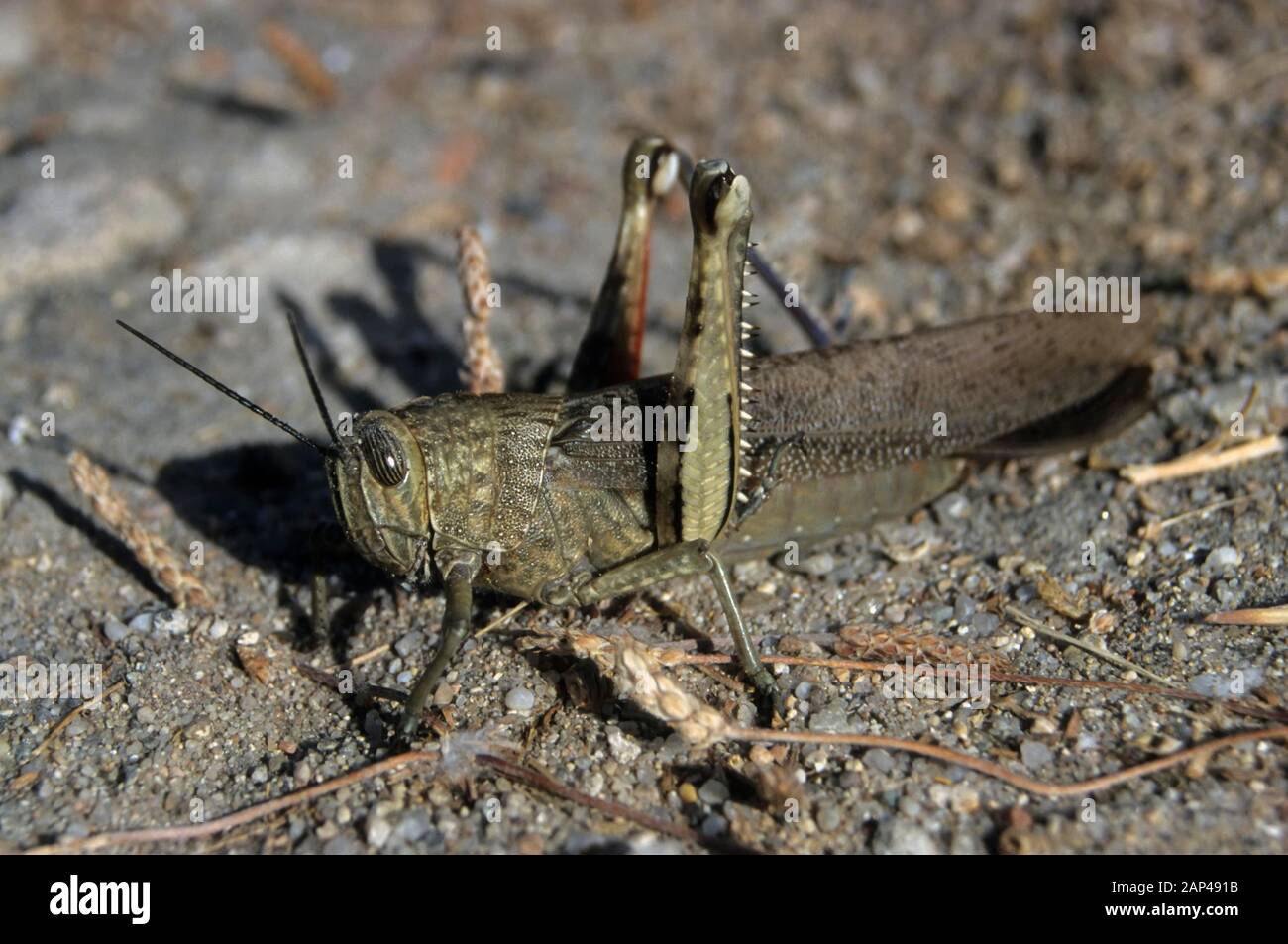 Egyptian locust (Anacridium aegyptium), Sardinia, France Stock Photo ...
