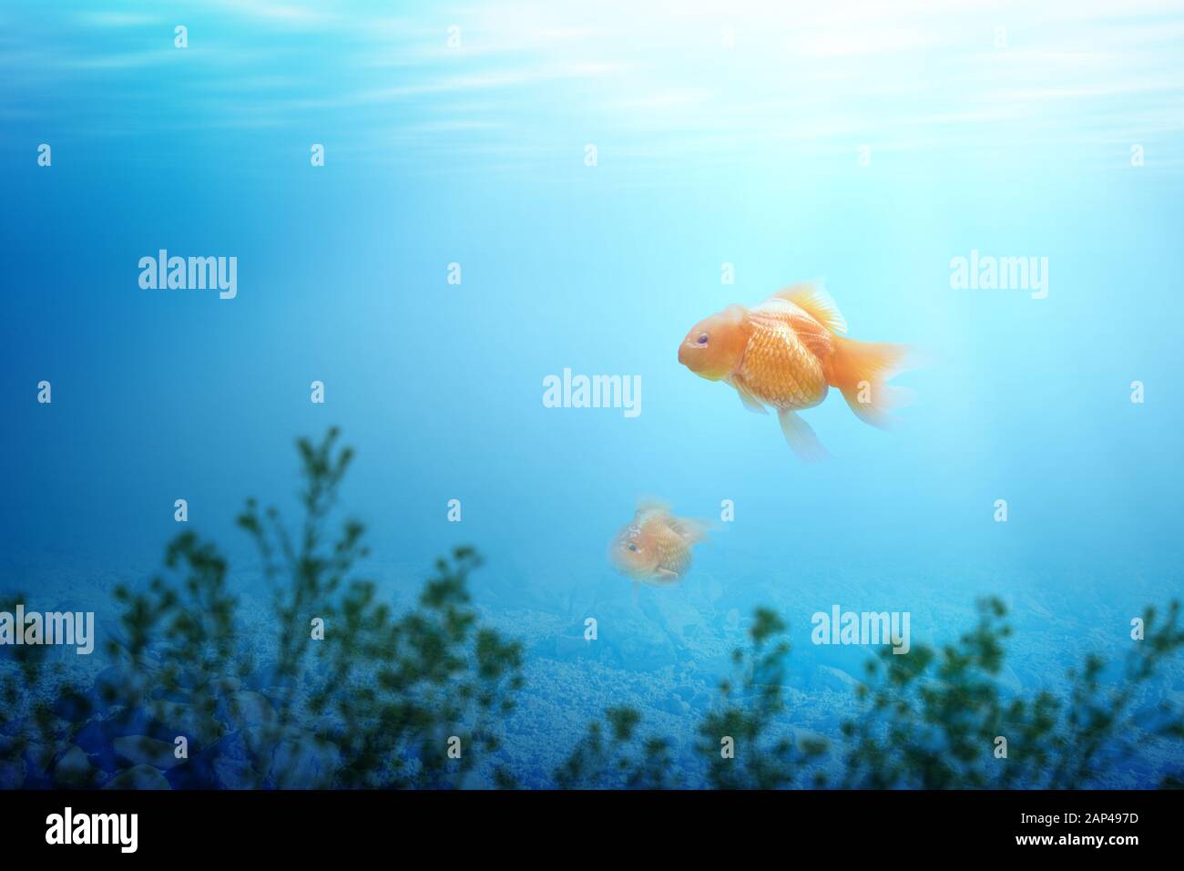 Underwater view with sunlight and goldfish in the water Stock Photo - Alamy
