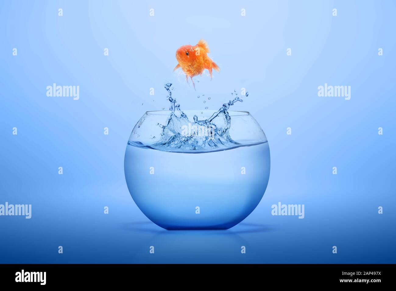 Goldfish jumping hi-res stock photography and images - Alamy