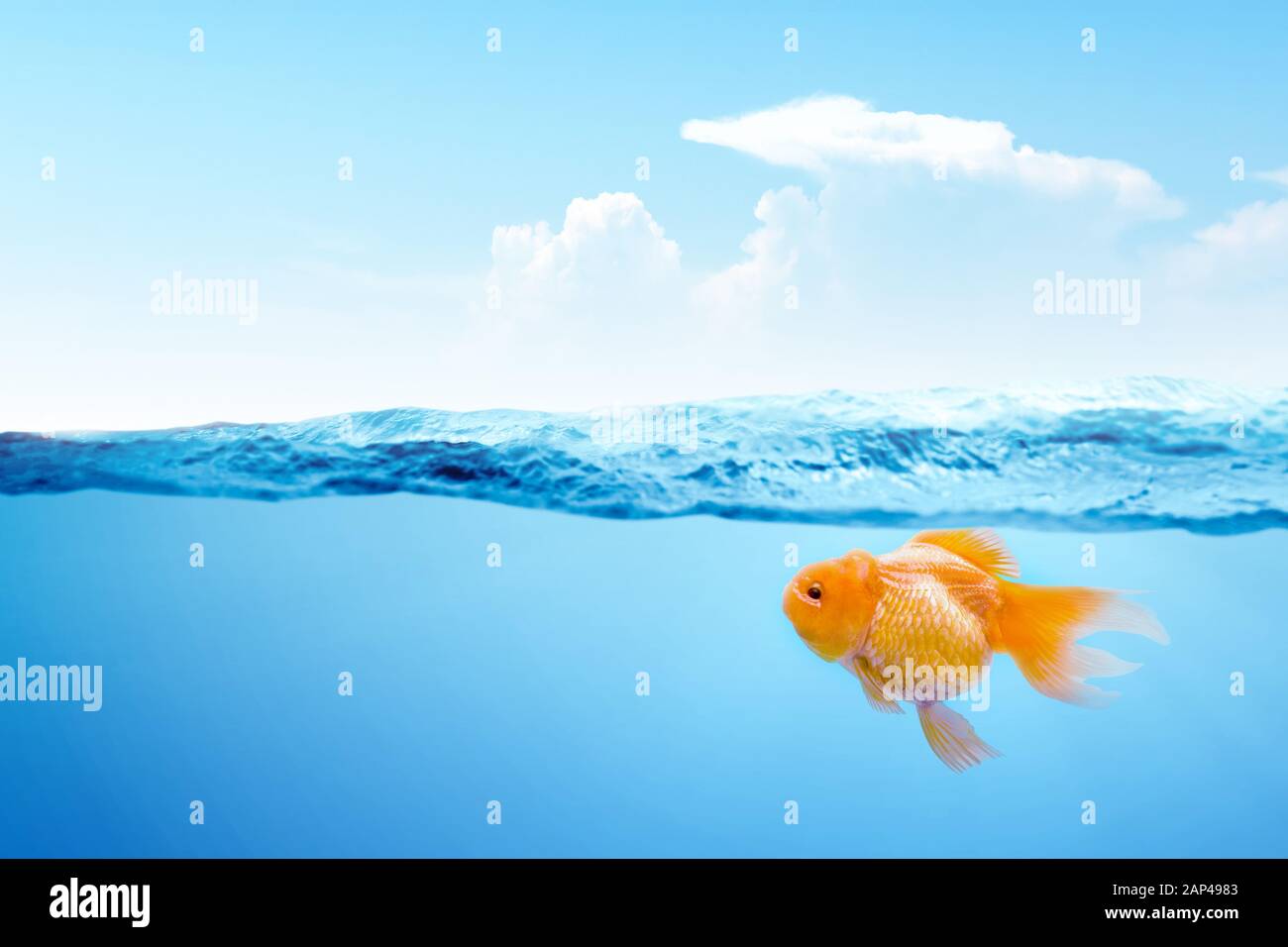 Goldfish in the water with a blue sky background Stock Photo - Alamy