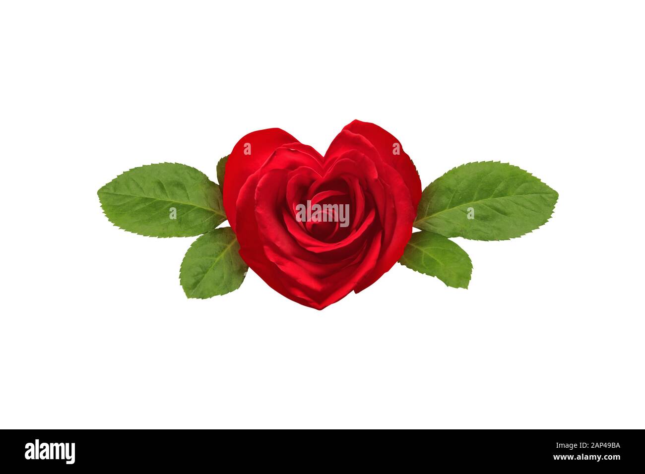 Red rose with heart shape isolated over white background Stock Photo ...