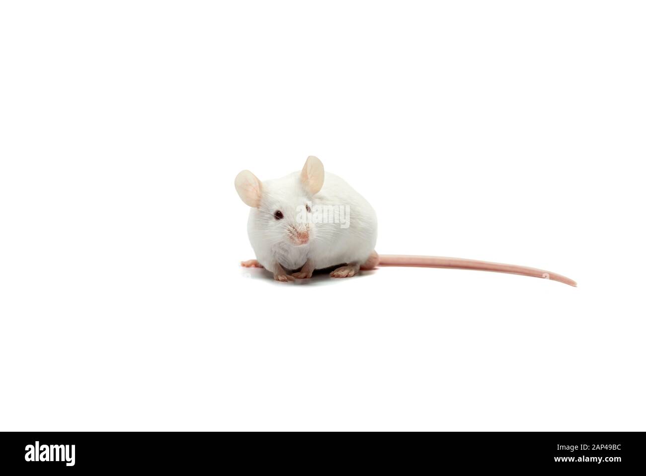 A white mouse isolated over white background Stock Photo - Alamy