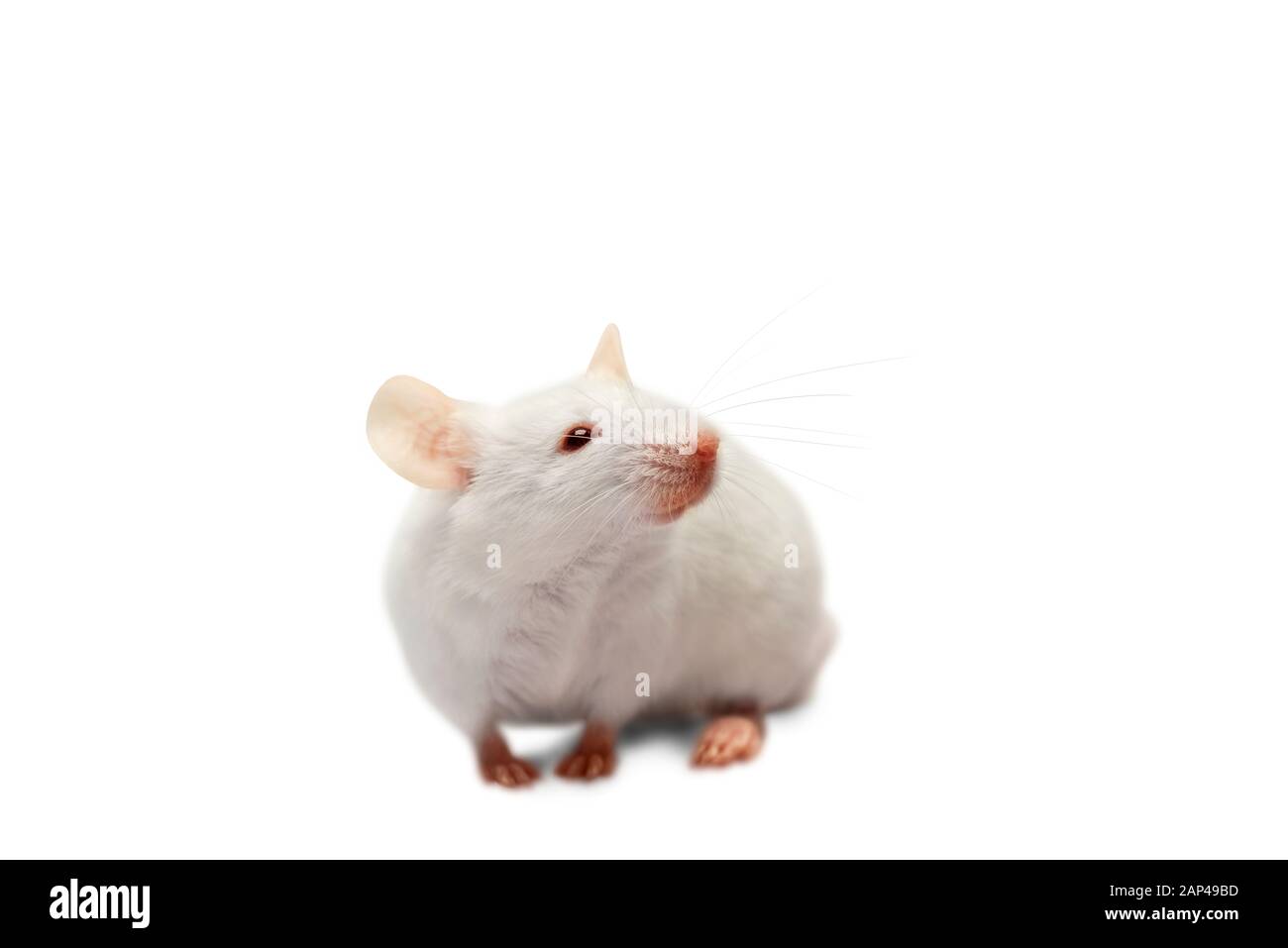 A white mouse isolated over white background Stock Photo - Alamy