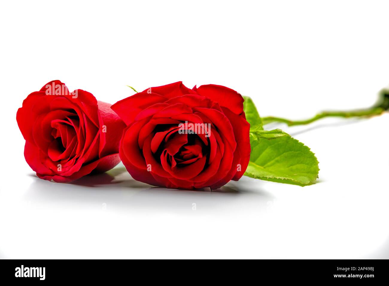 Red roses isolated over white background Stock Photo - Alamy
