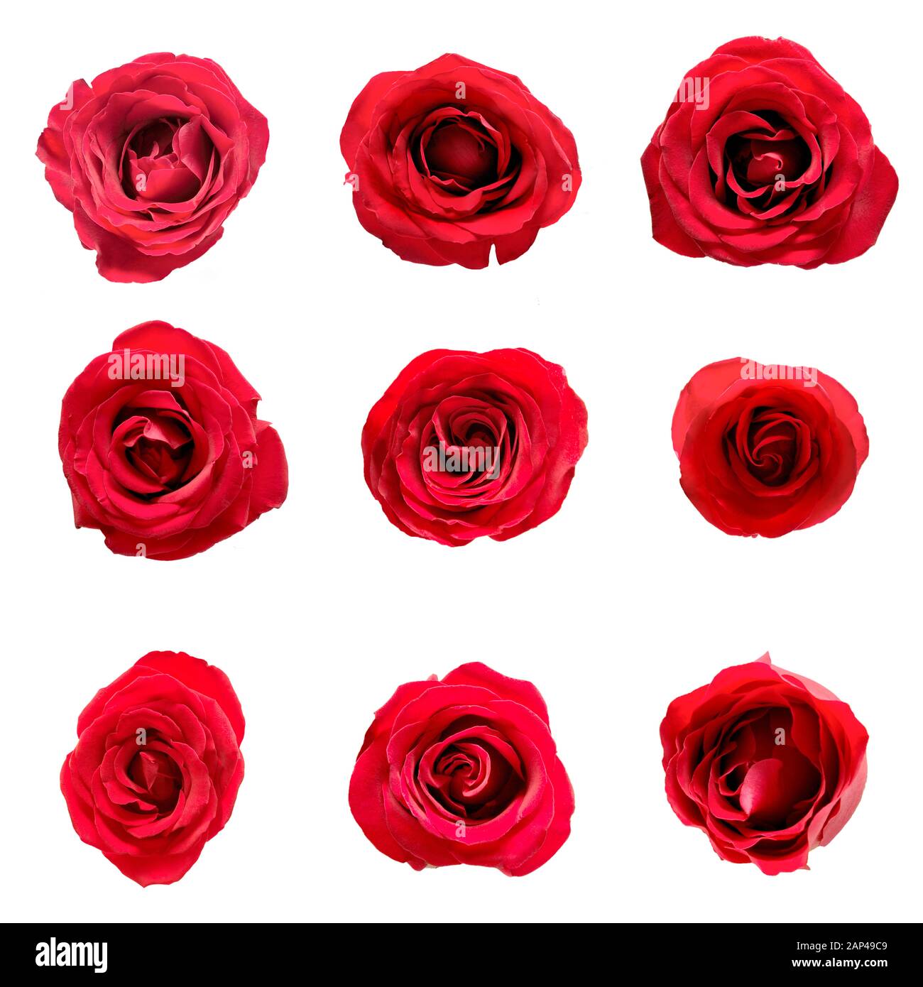 Red roses isolated over white background Stock Photo - Alamy