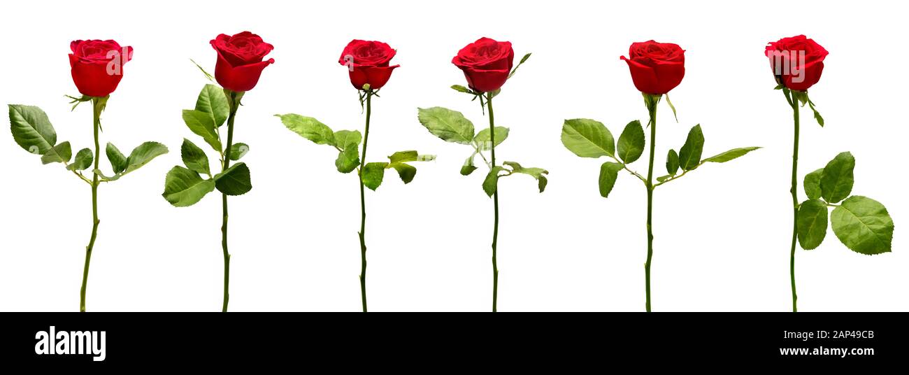 Red roses isolated over white background Stock Photo - Alamy
