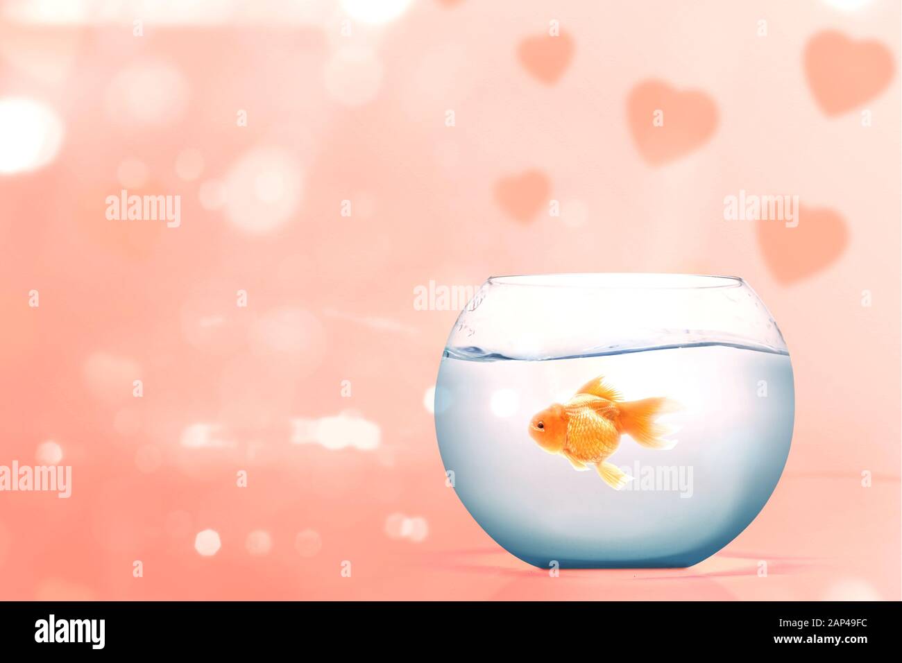 Goldfish in the fishbowl on a pink background. Valentines day Stock ...
