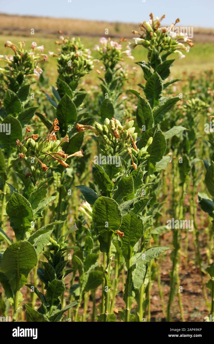Tobacco field dominican republic hi-res stock photography and images ...