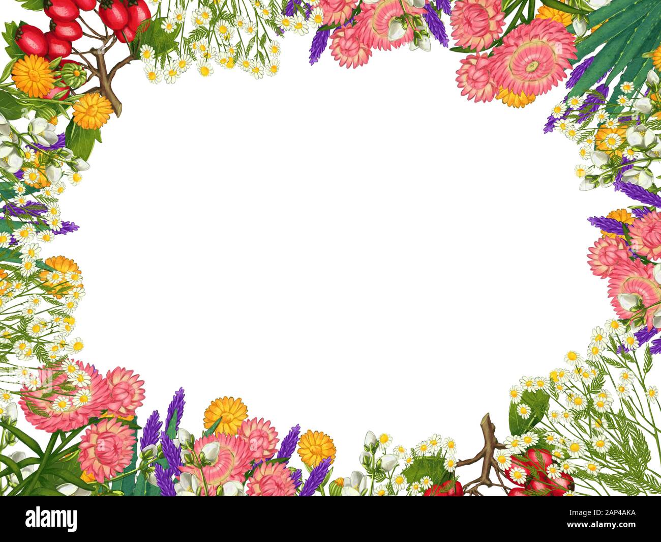 Hand drawn medicinal plant frame. Healing herbs border. isolated on ...