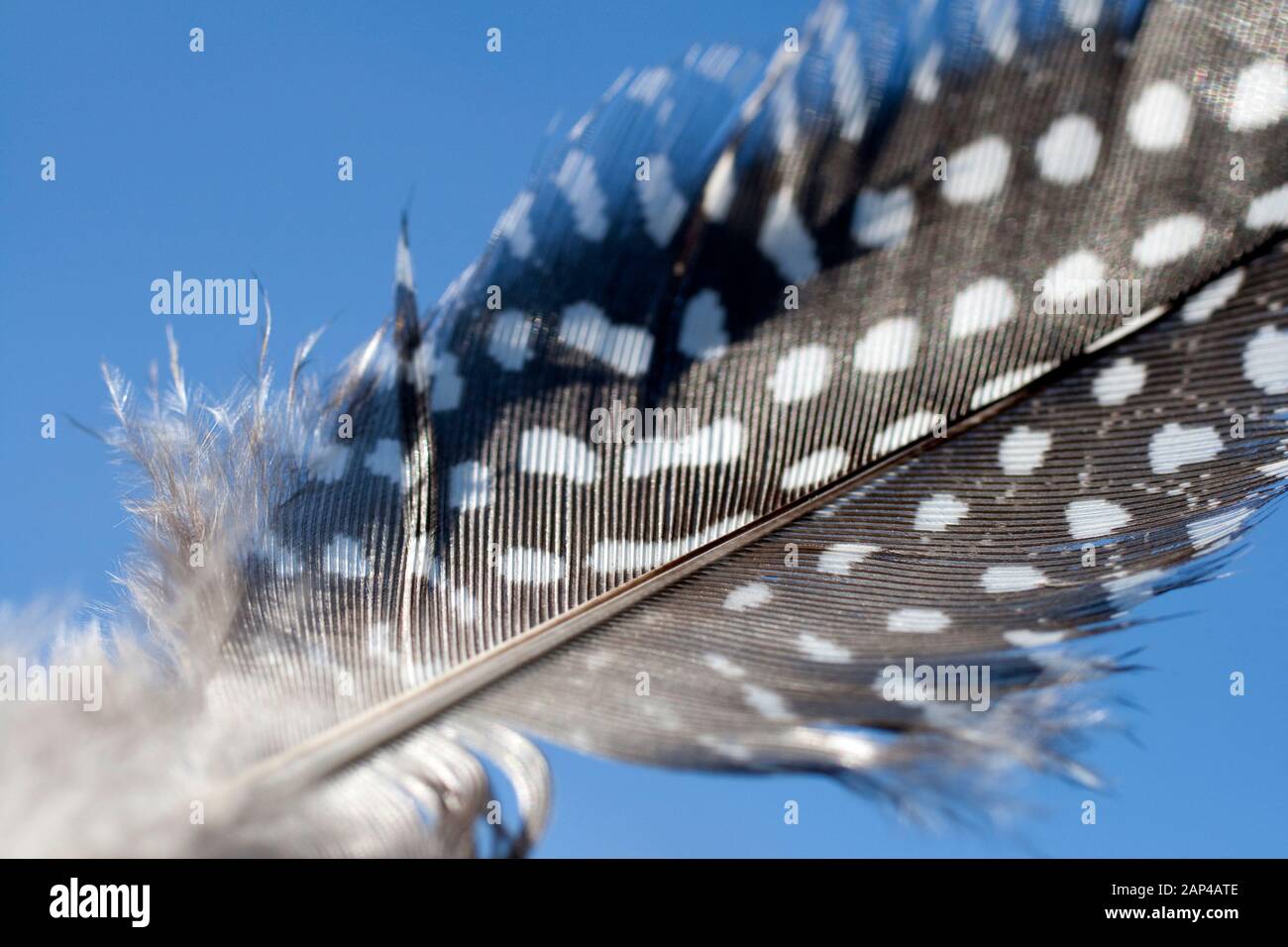Poultry feather on a solid color background Stock Photo - Alamy