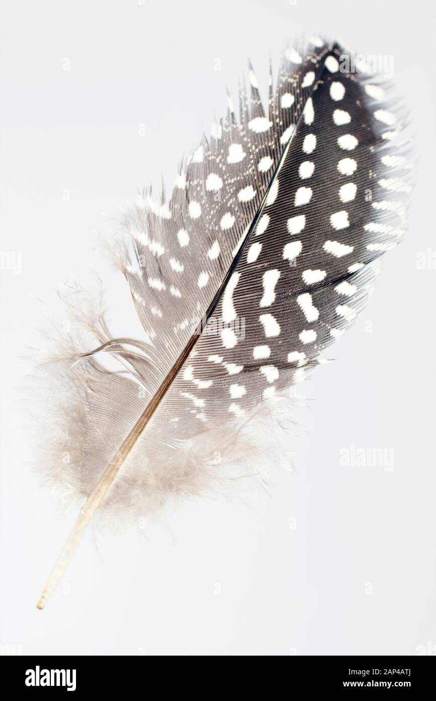 Poultry feather isolated on white background Stock Photo - Alamy