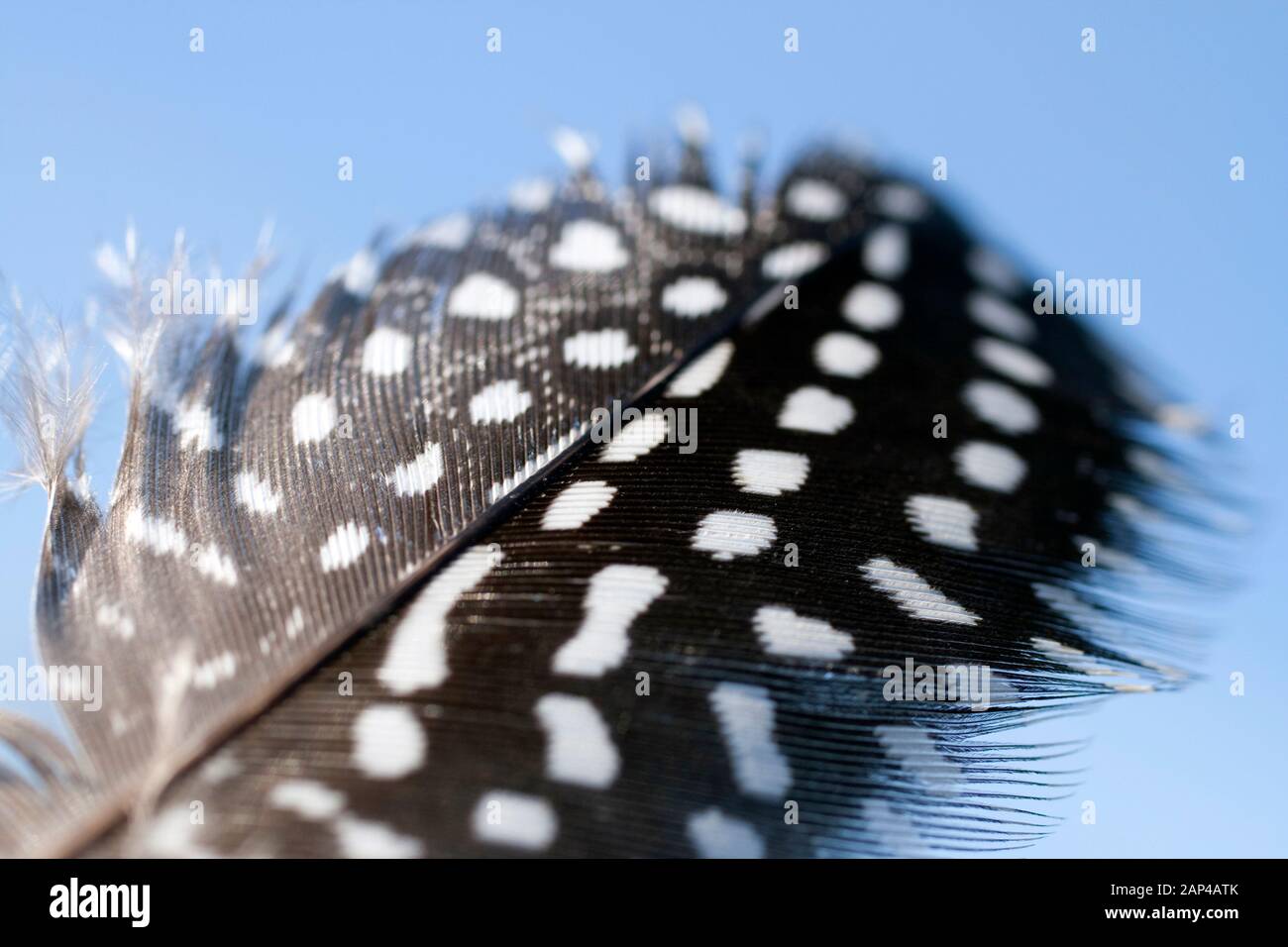 Poultry feather on a solid color background Stock Photo - Alamy