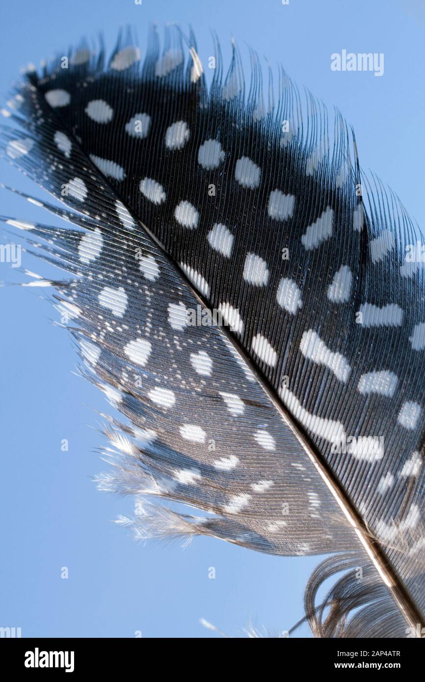 Poultry feather on a solid color background Stock Photo - Alamy