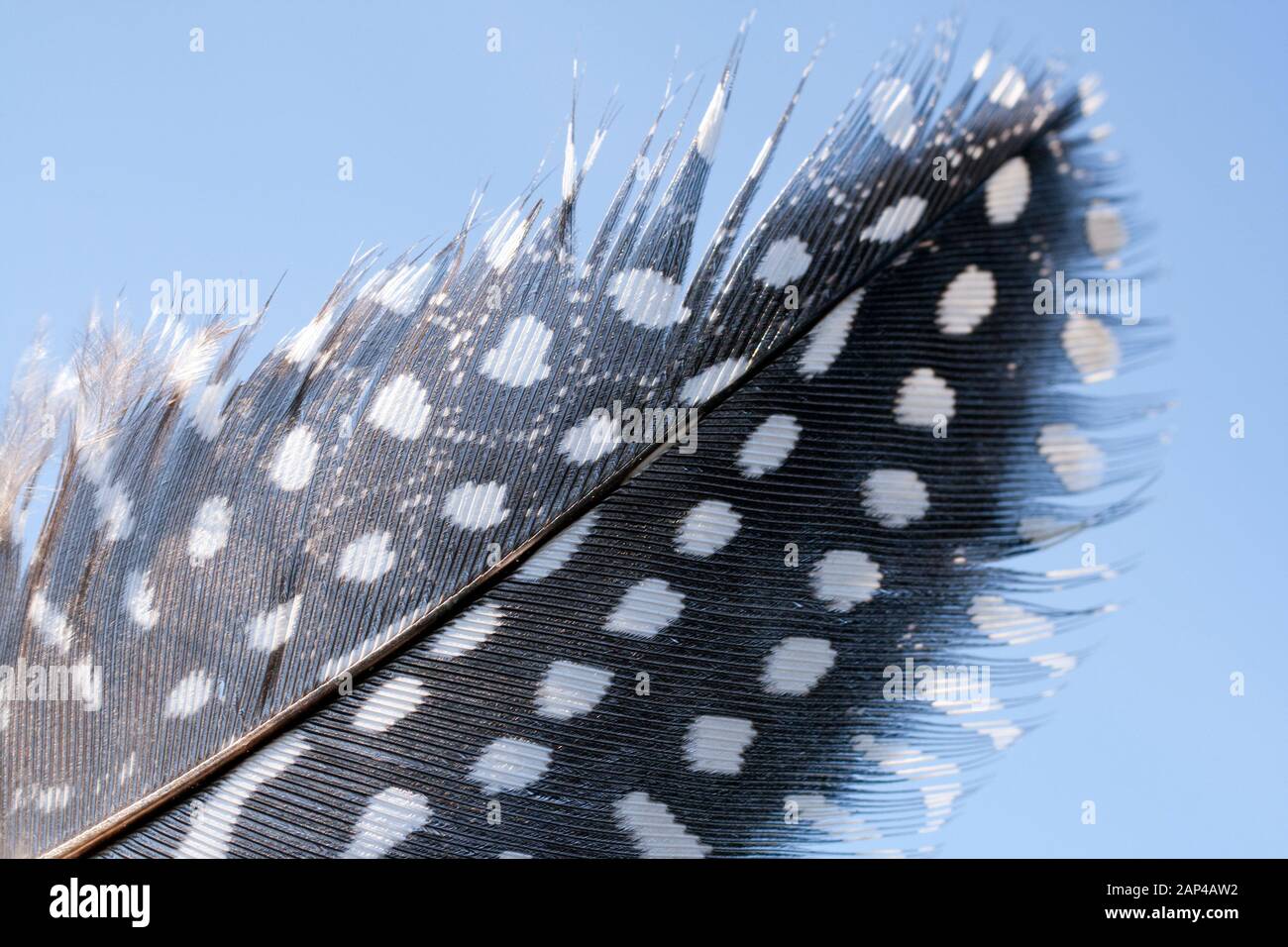 Poultry feather on a solid color background Stock Photo - Alamy