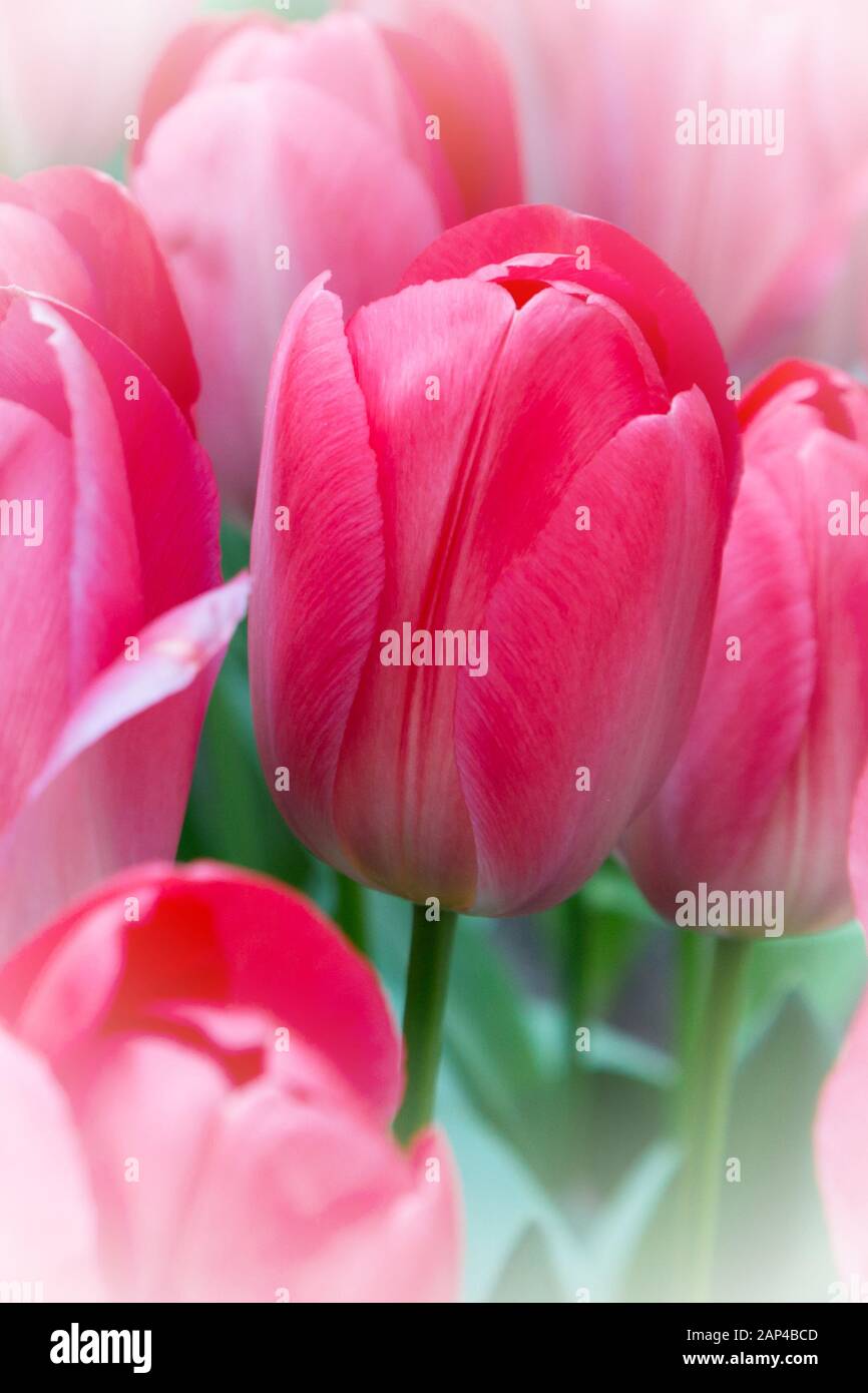 colorful vignette holiday or birthday card with beautiful closeup pink ...