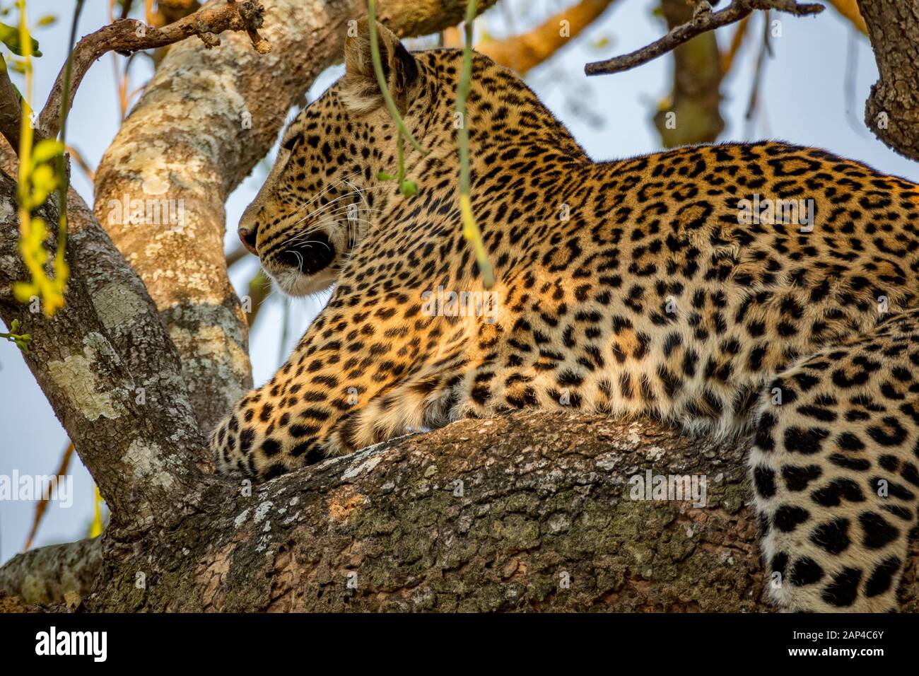 Bottom view tree hi-res stock photography and images - Alamy