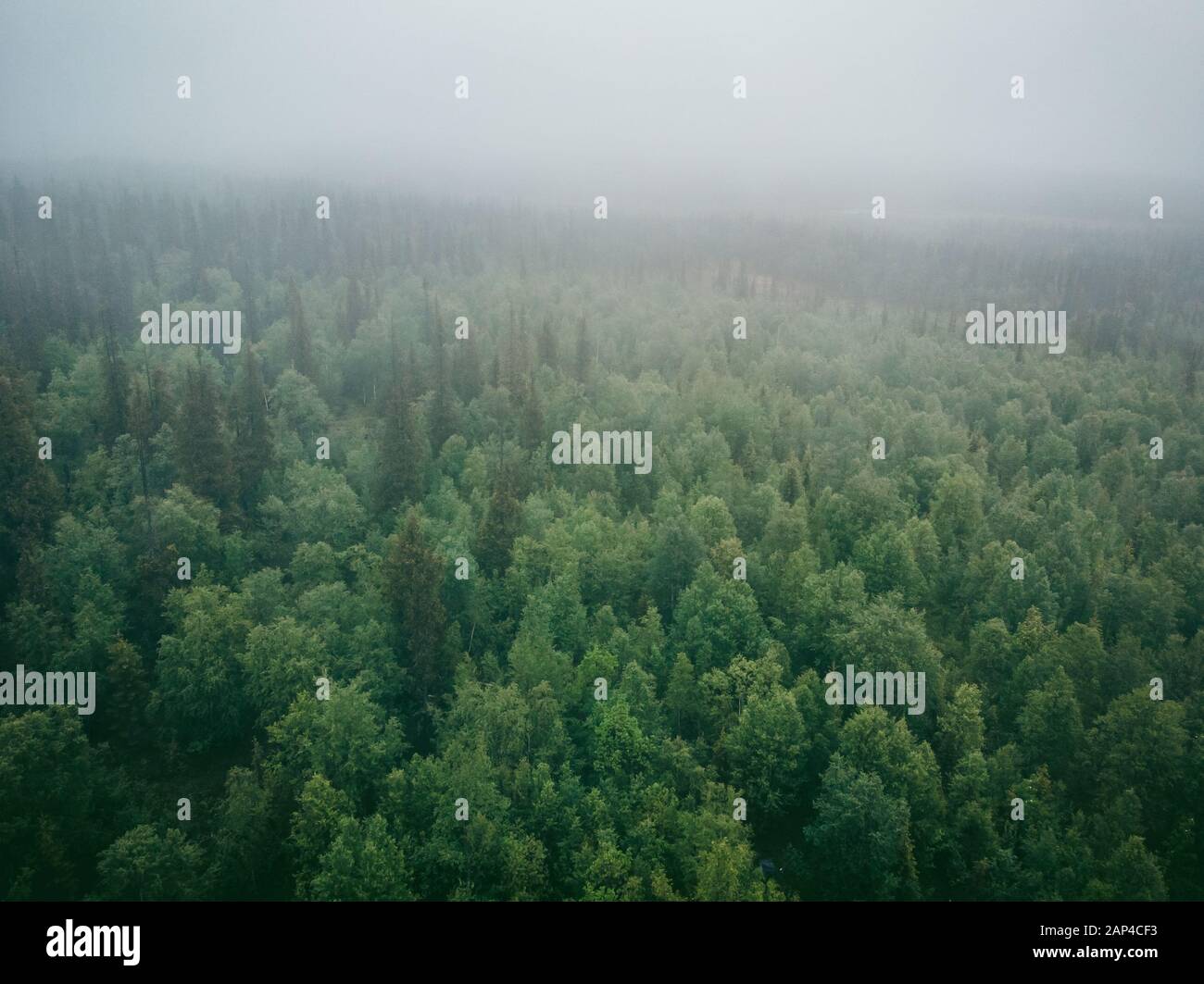 Green forest with mystical fog, dramatic mood. Aerial top view Stock ...