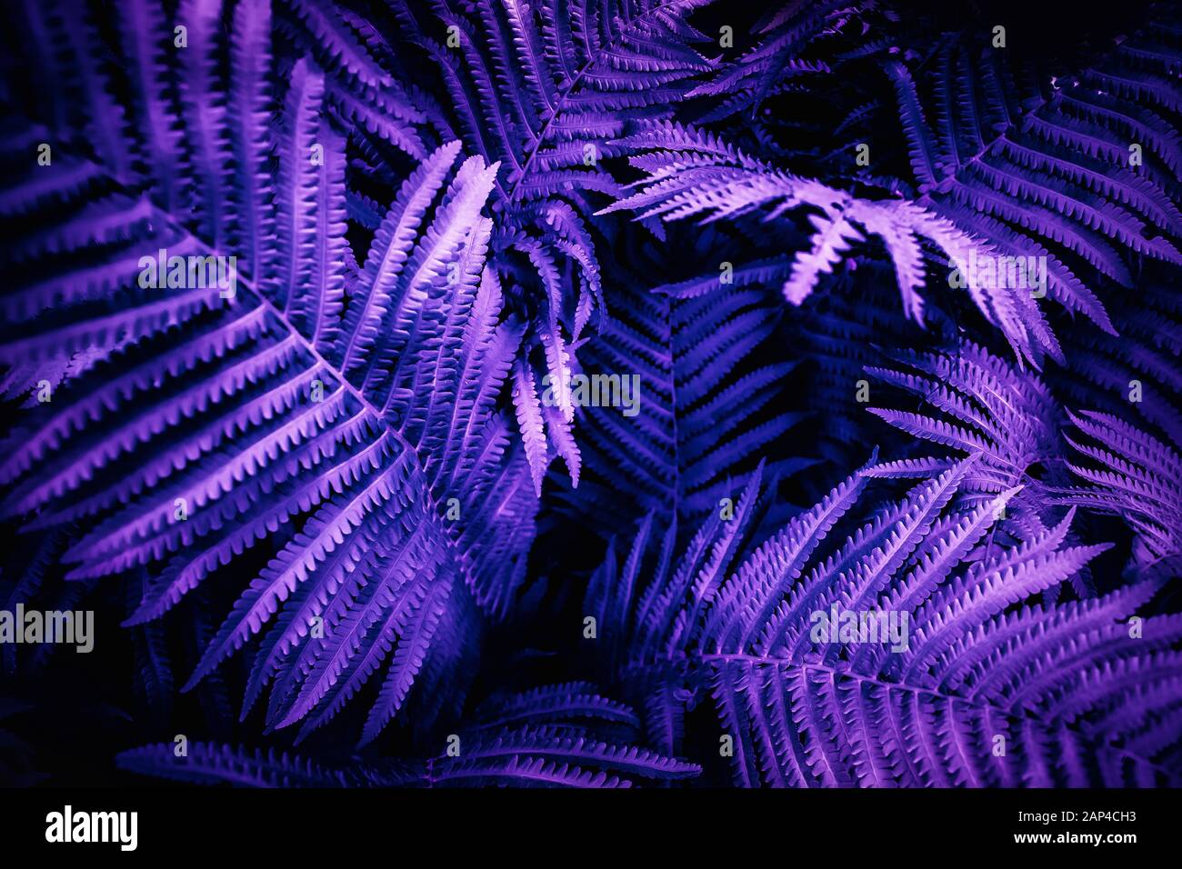 Ultra tropical hi-res stock photography and images - Alamy