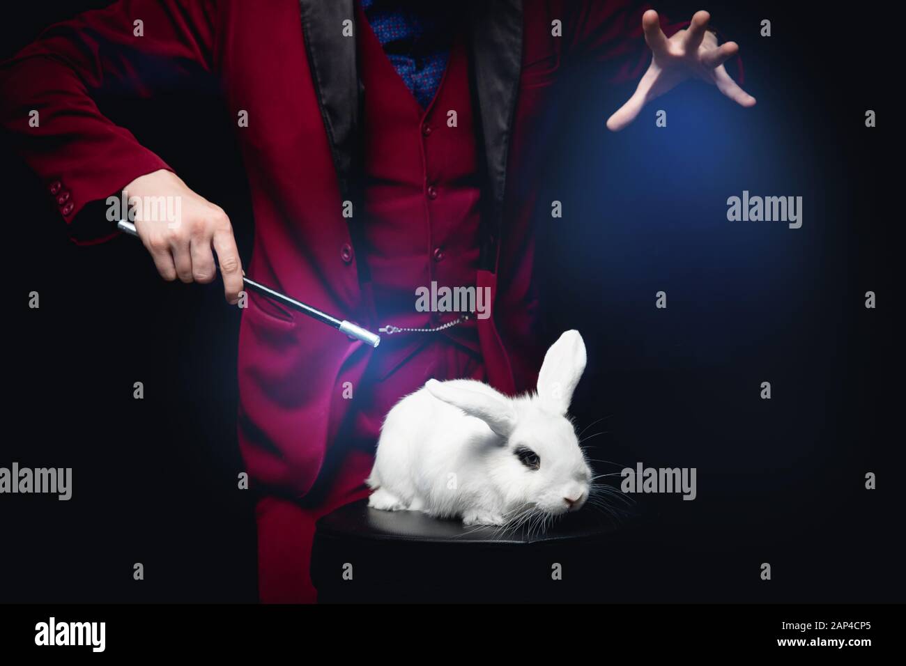 Magician shows trick with disappearance white rabbit in suitcase magic ...