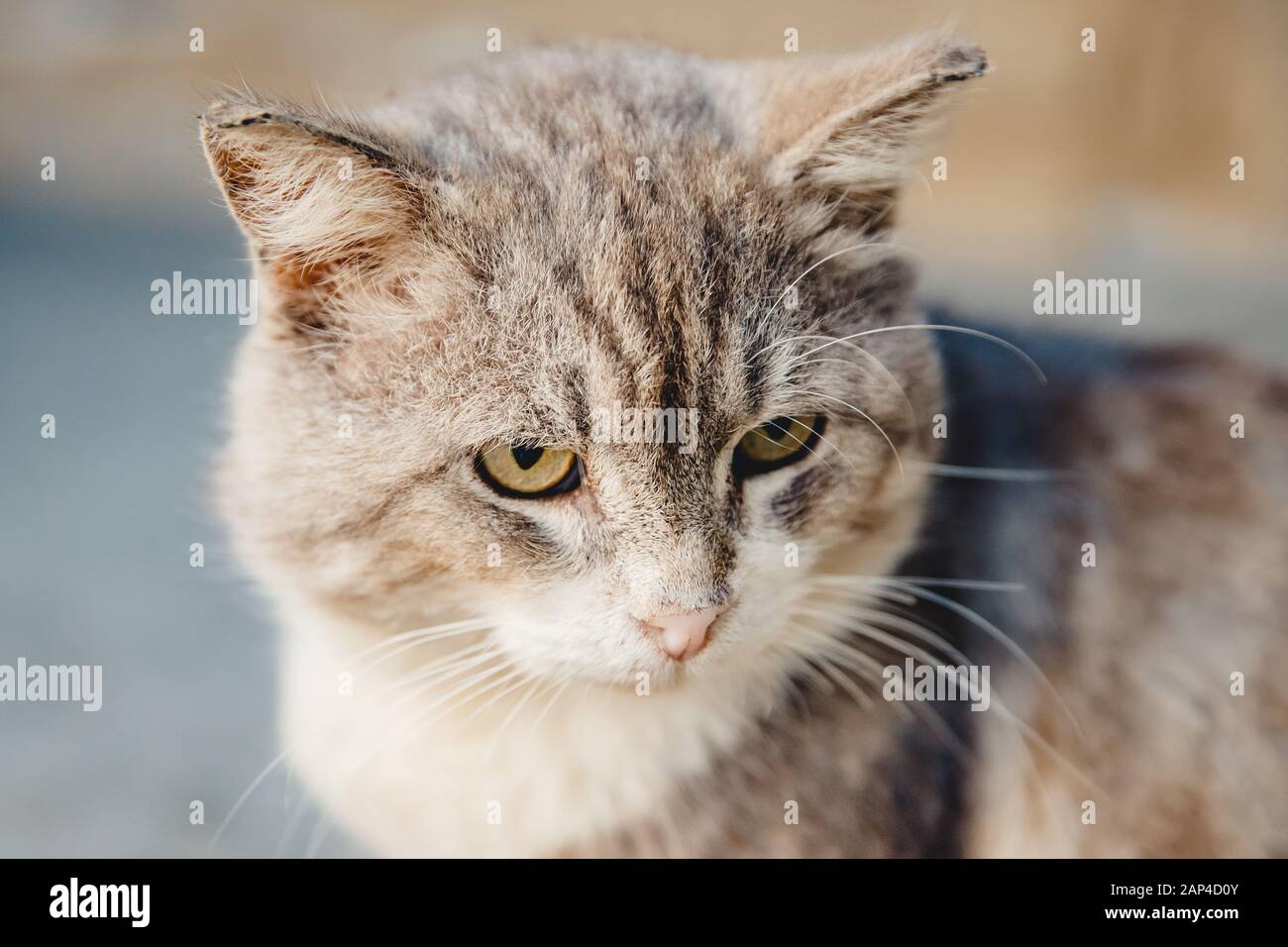 Sad lonely cat sits outdoors. Animal host search concept Stock Photo ...