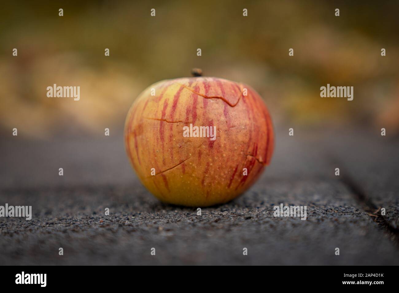 Fallen fruit: A half rotten apple on the ground Stock Photo - Alamy