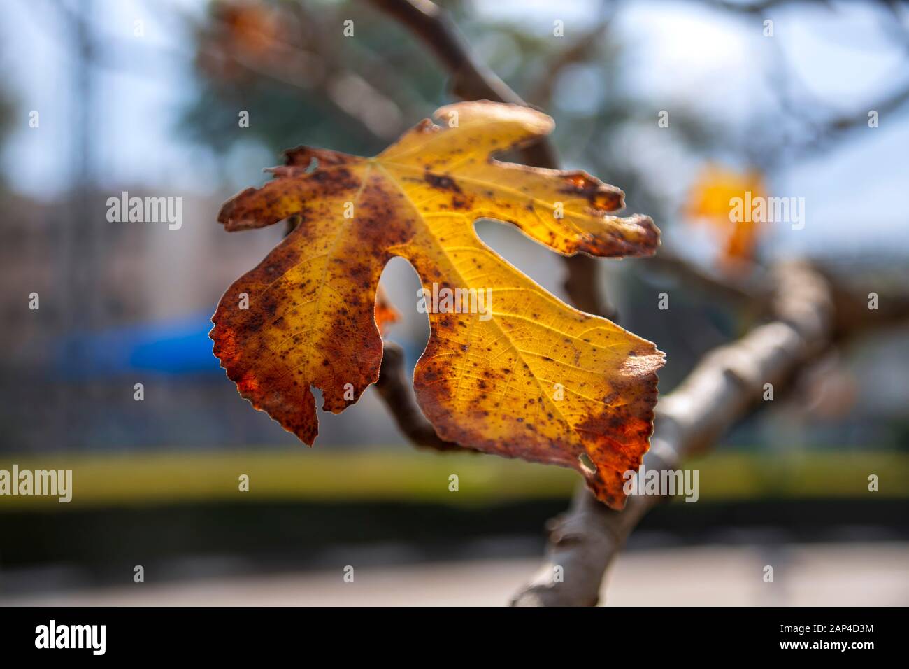 Fig tree dry leaves hi-res stock photography and images - Alamy