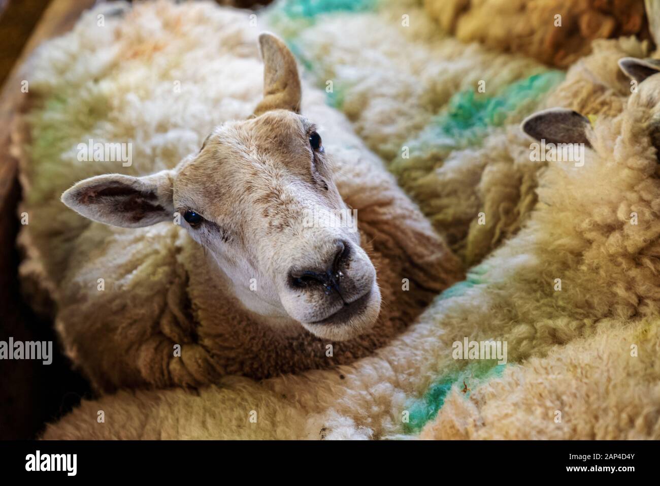 Sheep in a barn, waiting for the shearer Stock Photo - Alamy