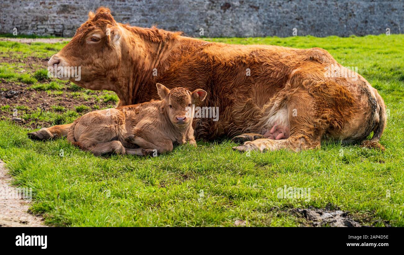 A cow and a calf resting in the grass Stock Photo - Alamy