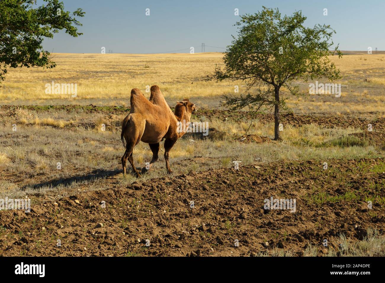 Bactrian camel, camel goes to a green tree, kazakhstan, Aktobe Province ...
