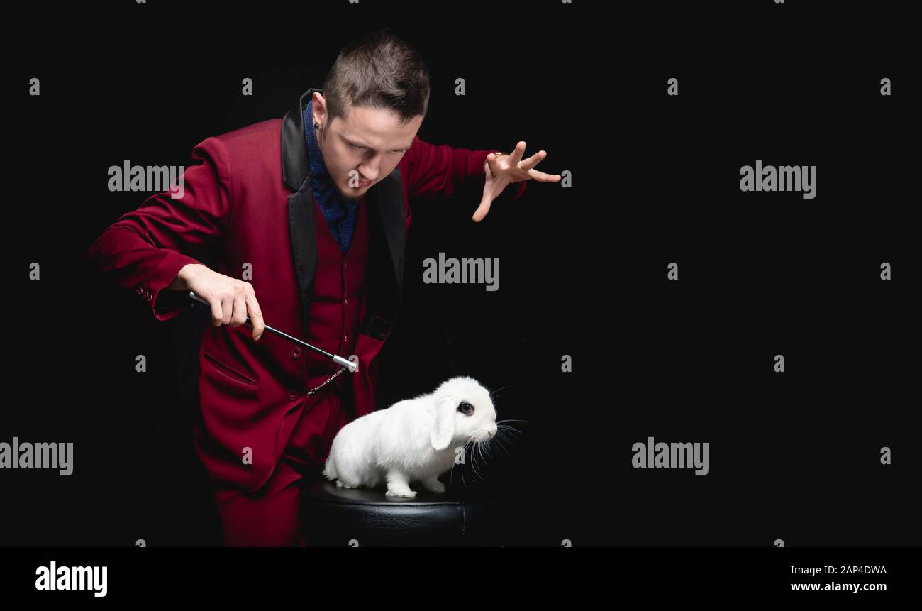 Magician man makes trick with white rabbit and magic wand, copy space ...