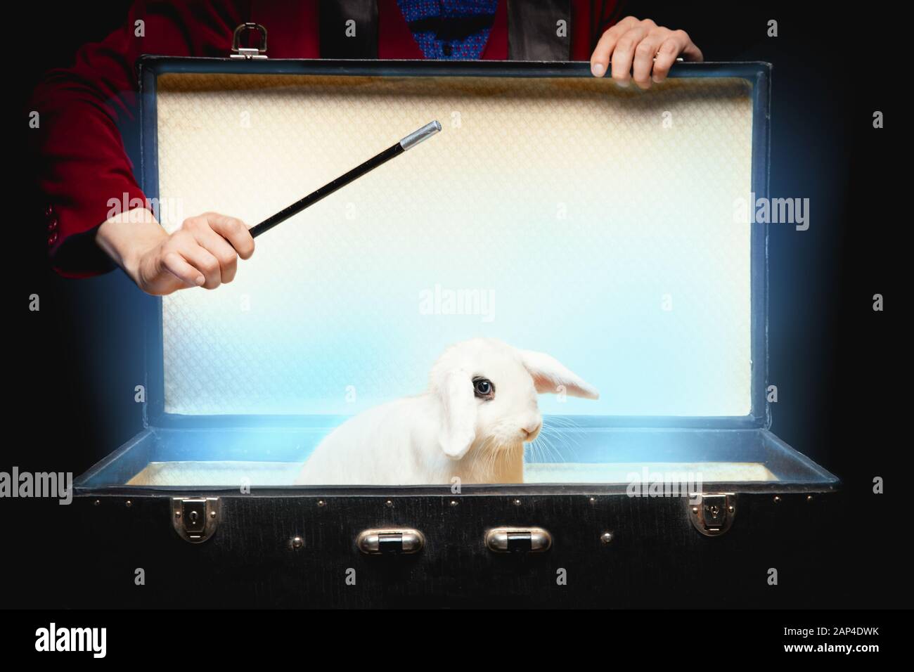 Magician shows trick with disappearance white rabbit in suitcase magic ...
