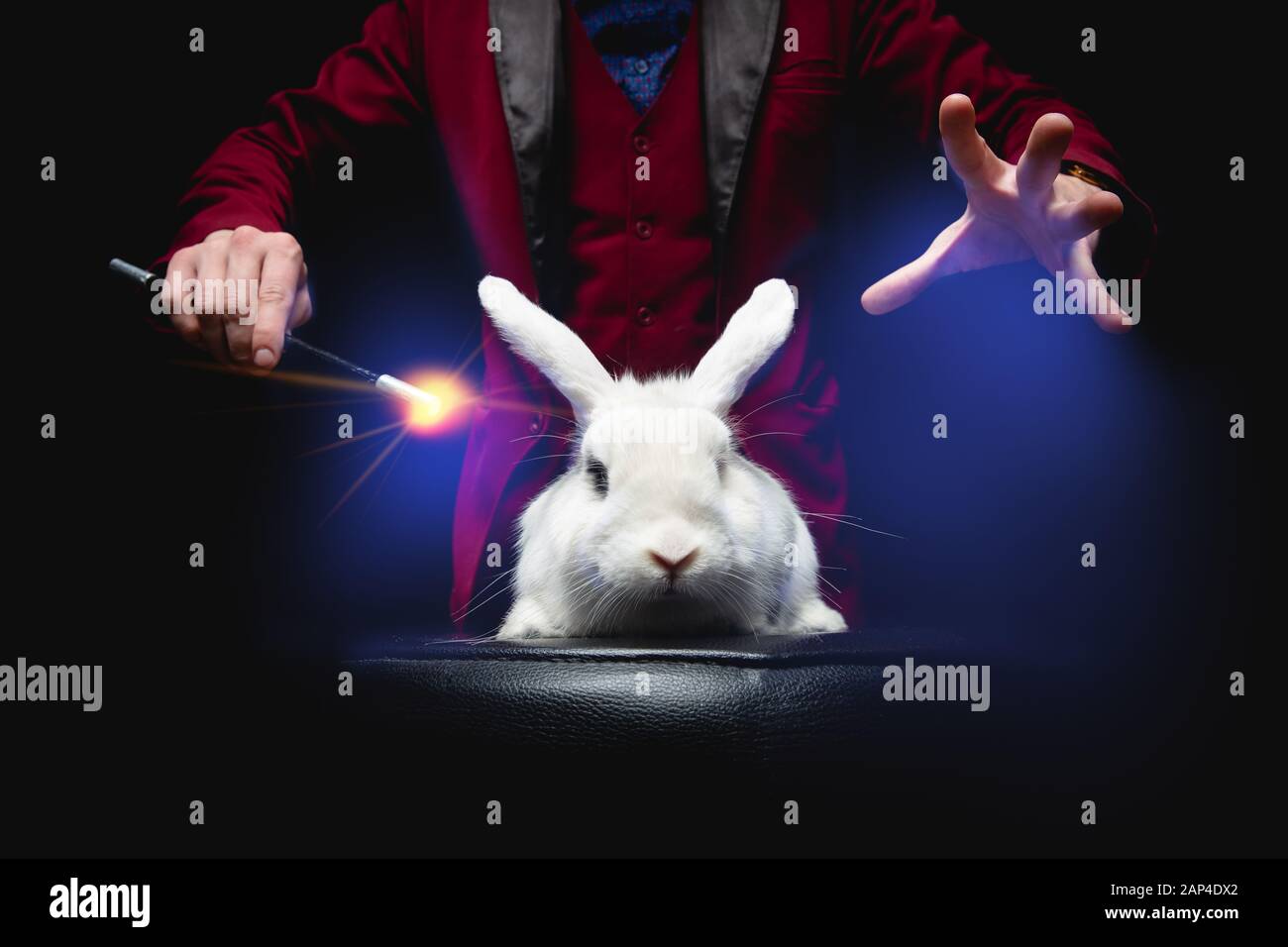 Magician man makes trick with white rabbit and magic wand, dust blue ...