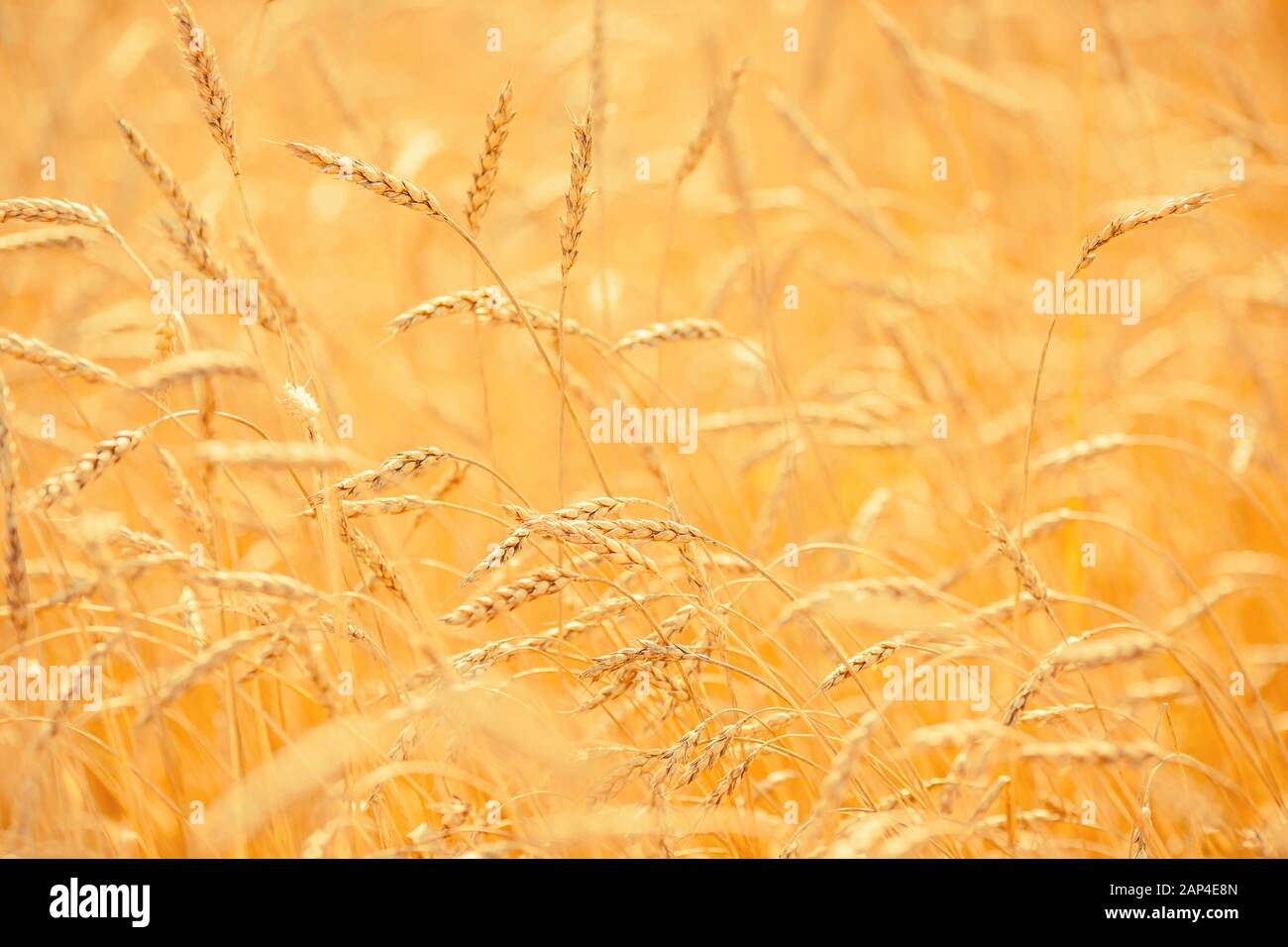 Ripe wheat field in gold color, natural sunlight background Stock Photo ...