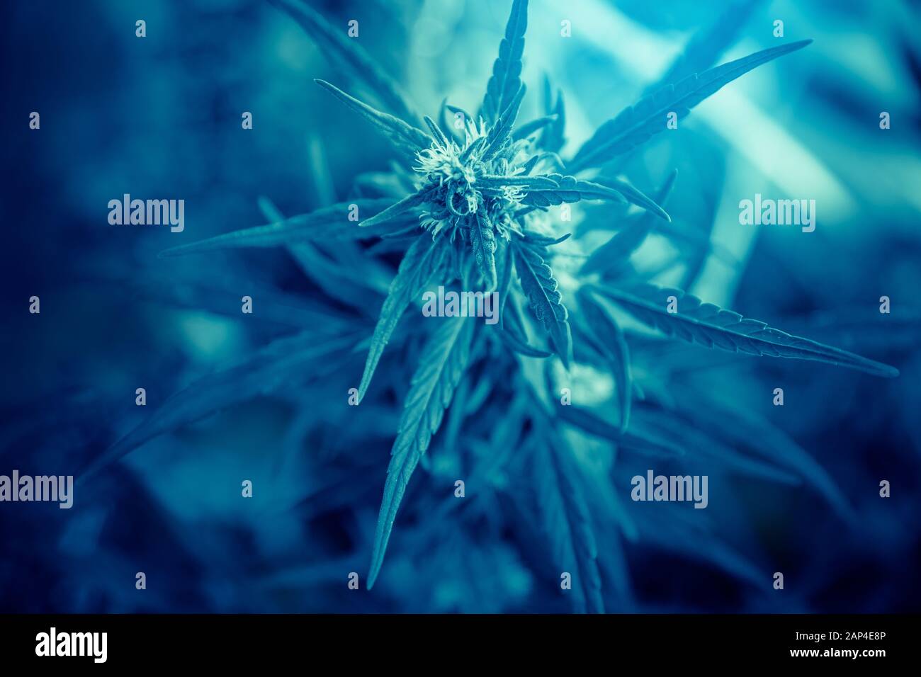 Bush marijuana cannabis on blue blurred background Stock Photo - Alamy