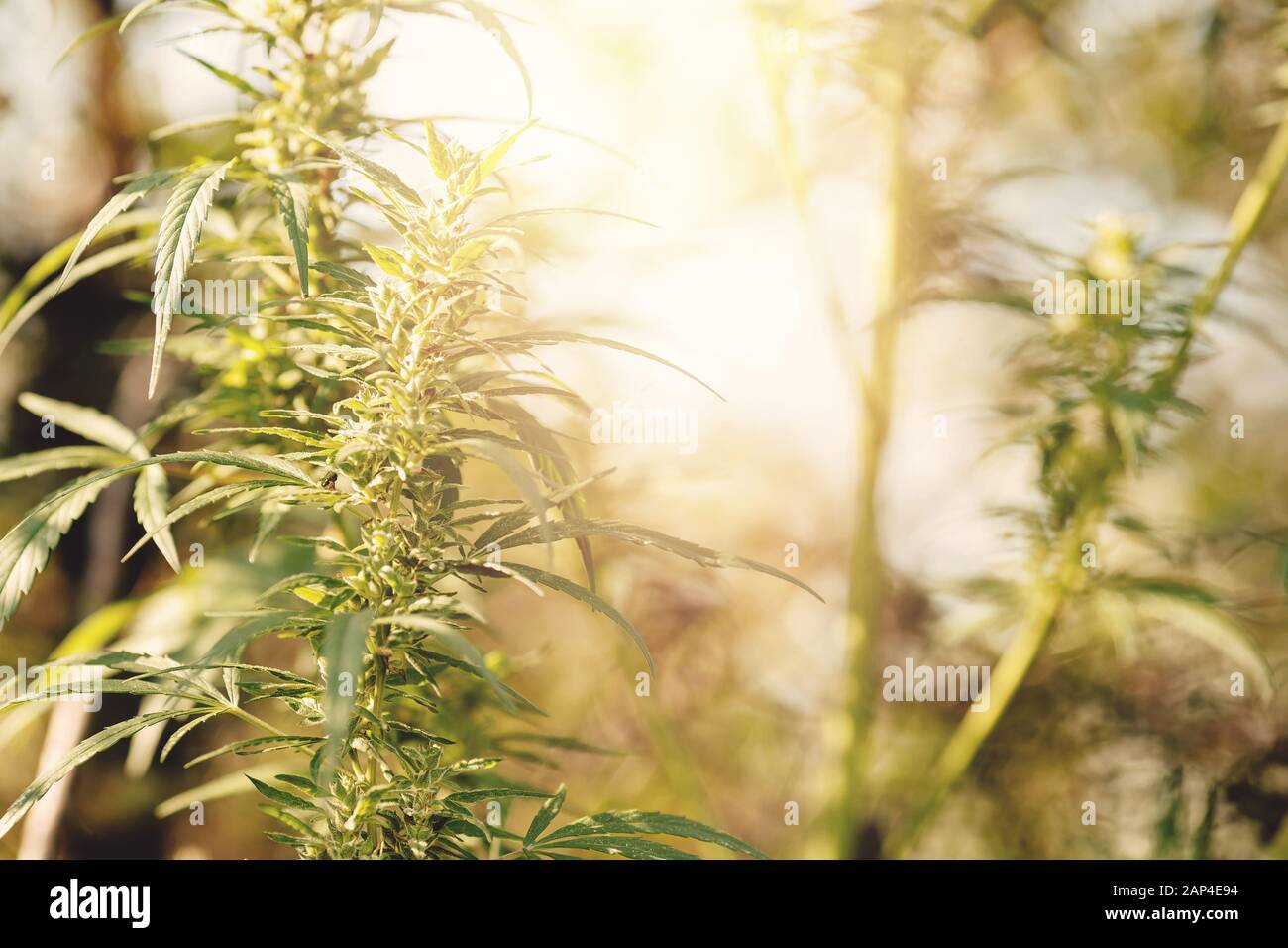 Cannabis plant sunset hi-res stock photography and images - Alamy