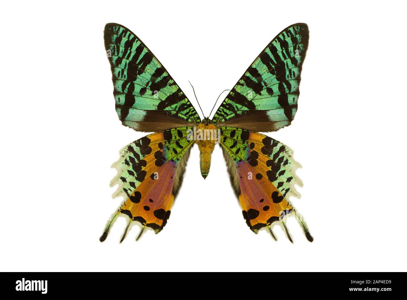 Color beautiful butterfly flying, isolated on white Stock Photo - Alamy