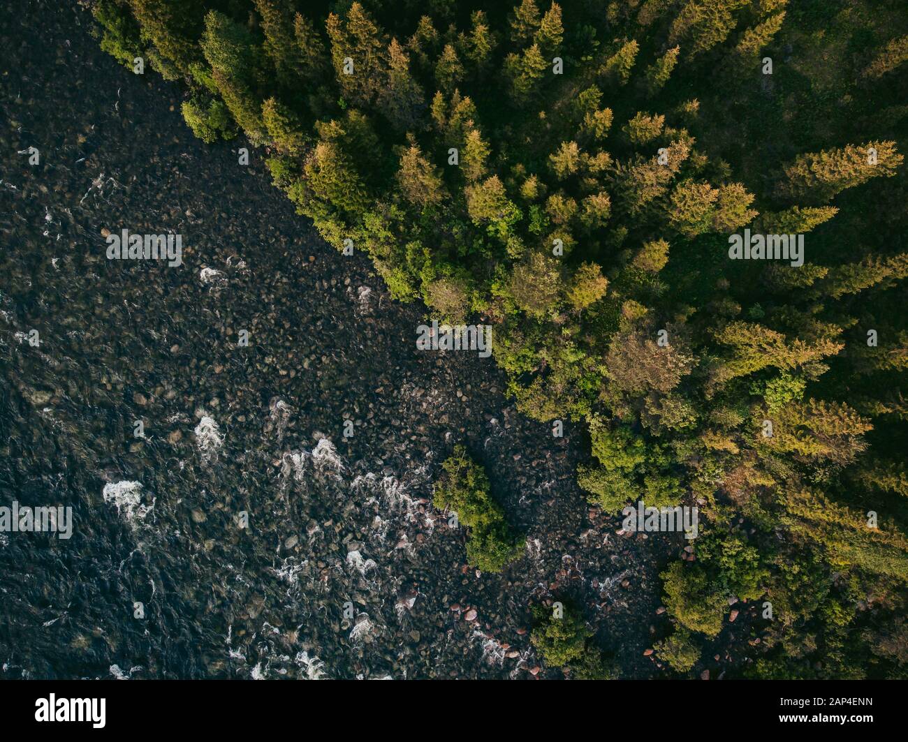 Mountain river with rapids and waterfalls coniferous forest in summer ...