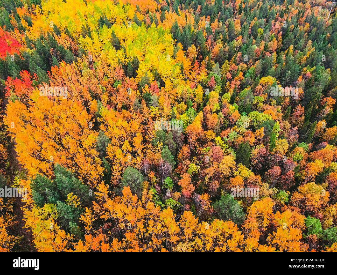 Aerial top view beautiful autumn forest with yellow and red trees Stock ...