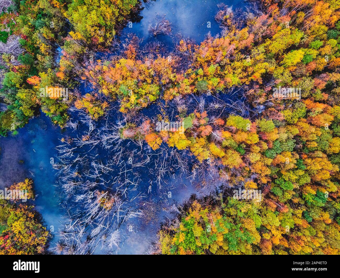 River pollution, dead forest from oil and drainage, dry fallen trees ...
