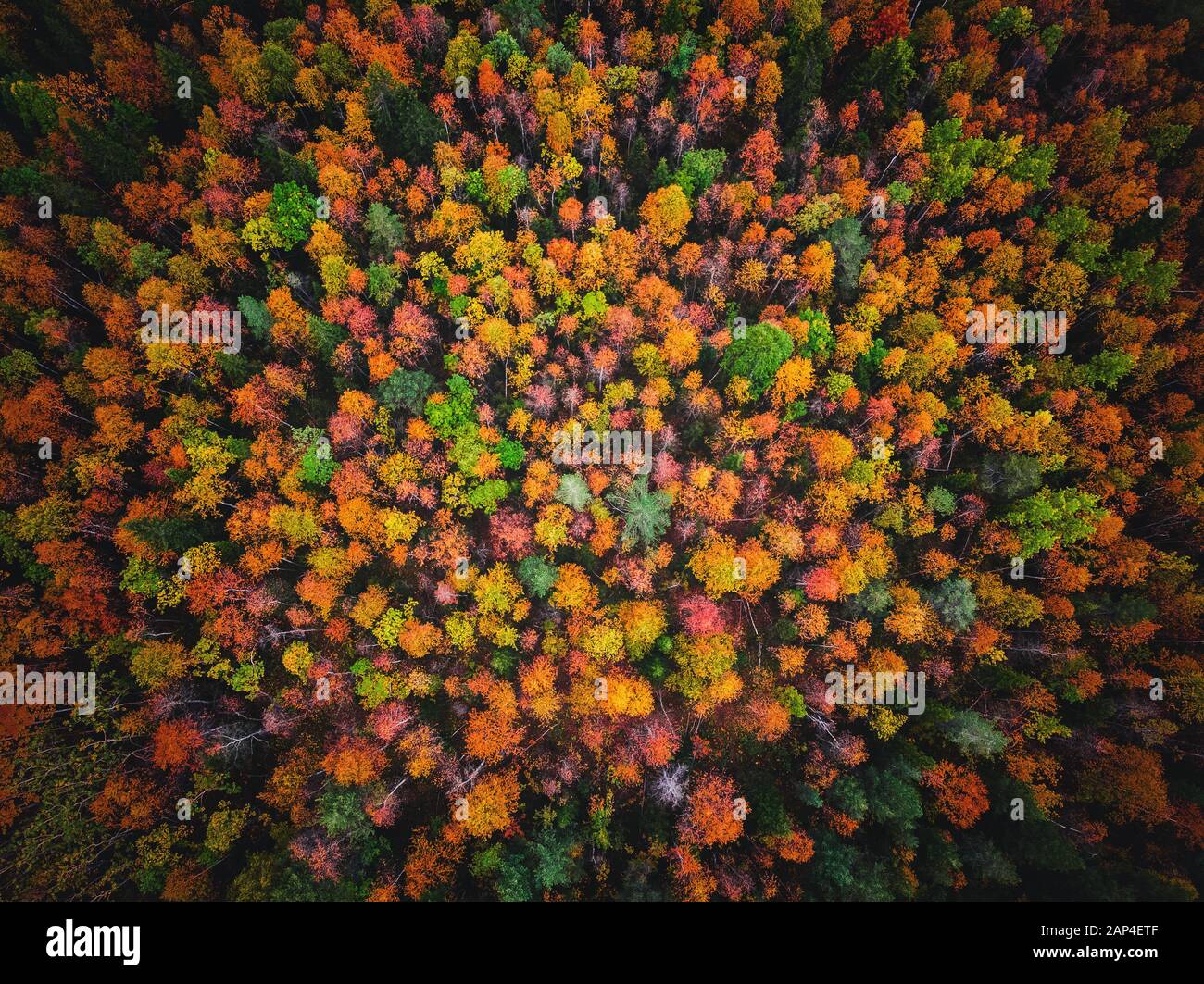 Aerial top view beautiful autumn forest with yellow and red trees Stock ...