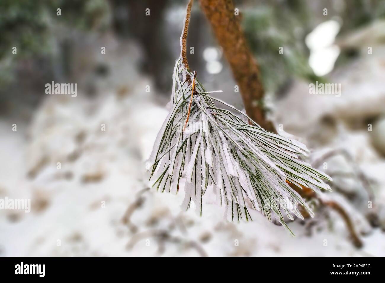 Frost design hi-res stock photography and images - Alamy