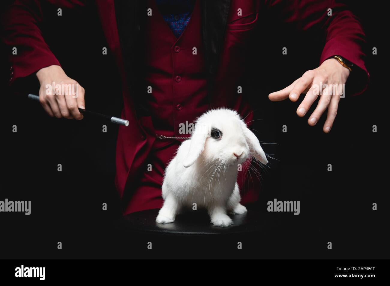 Magician conjures magic wand over white rabbit on black background ...