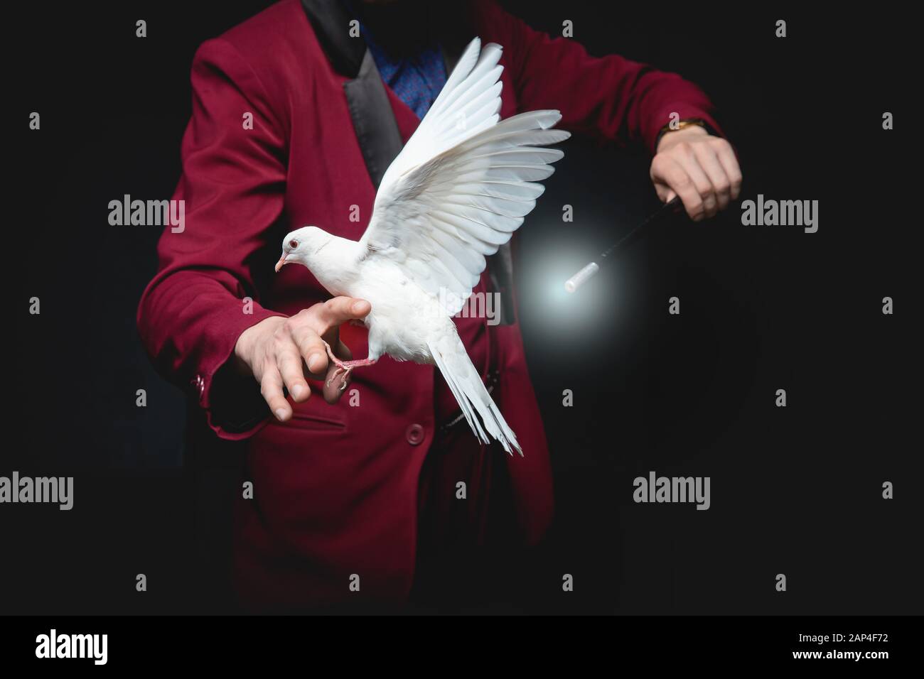 Magician man shows trick with trained white dove bird and magic wand ...