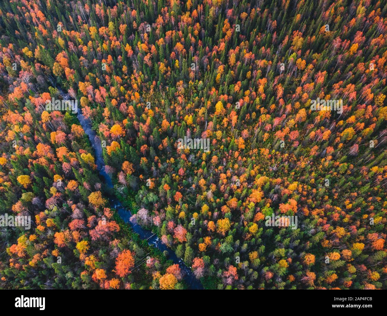 River flows through autumn forest with yellow and red trees, aerial top view Stock Photo - Alamy