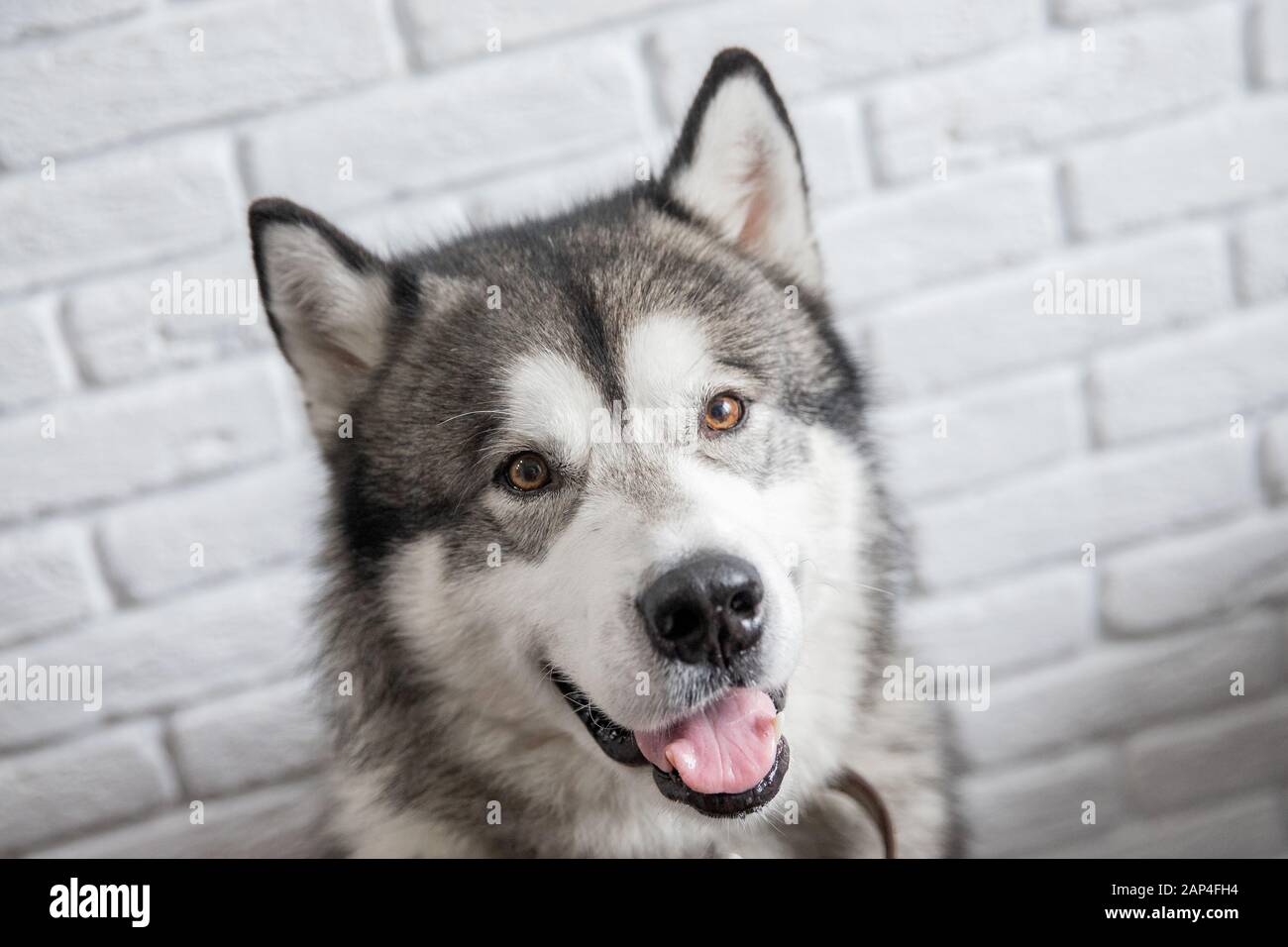 Happy Alaskan Malamute dog smiling and looking camera on white wall ...