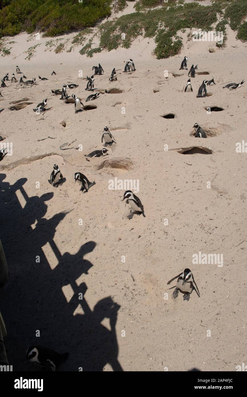 Rare African penguin colony Simon s Town Cape peninsula South Africa ...