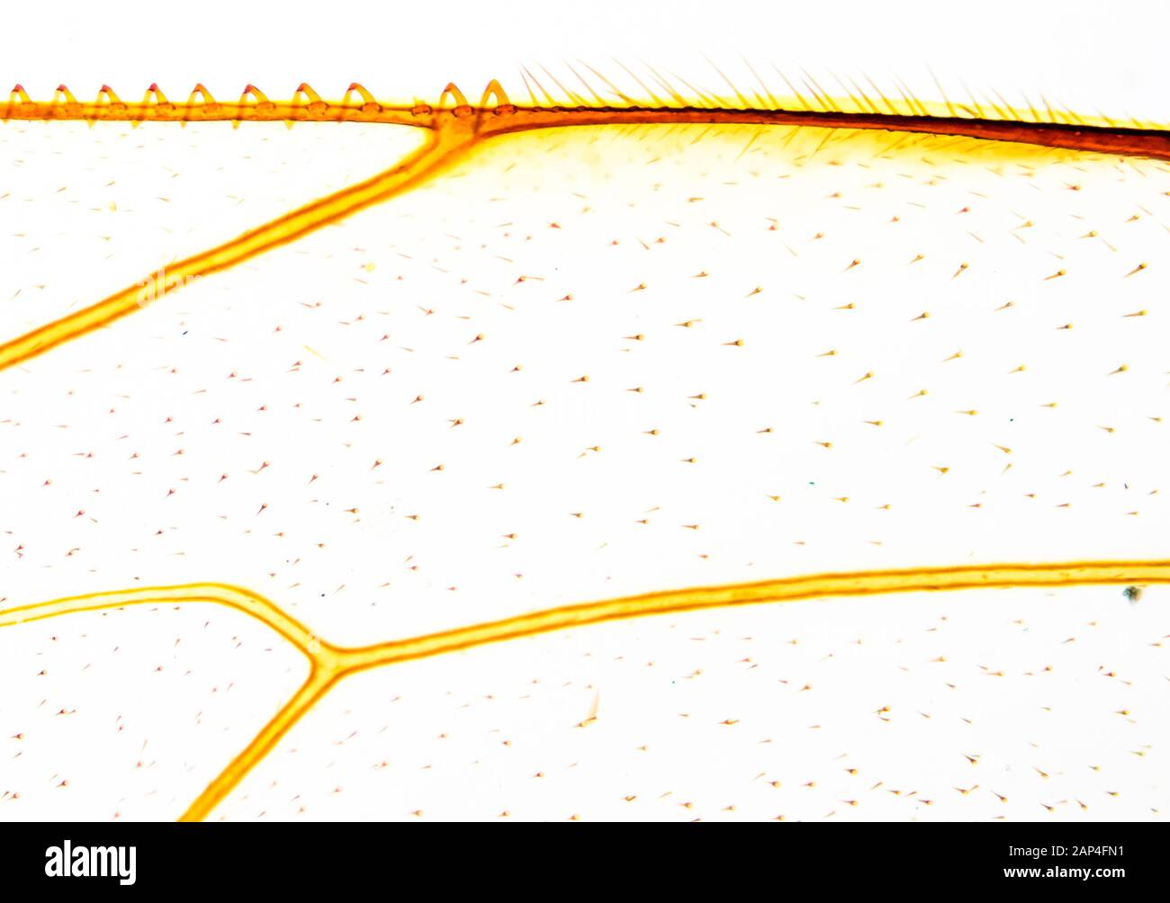 view of honey bee wing with hair and vines Stock Photo - Alamy