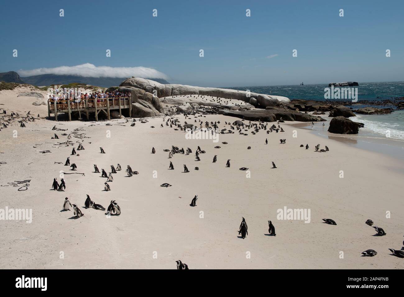 Penguins simon s town hi-res stock photography and images - Alamy