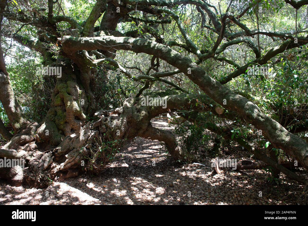 Postal tree mossel bay hi-res stock photography and images - Alamy