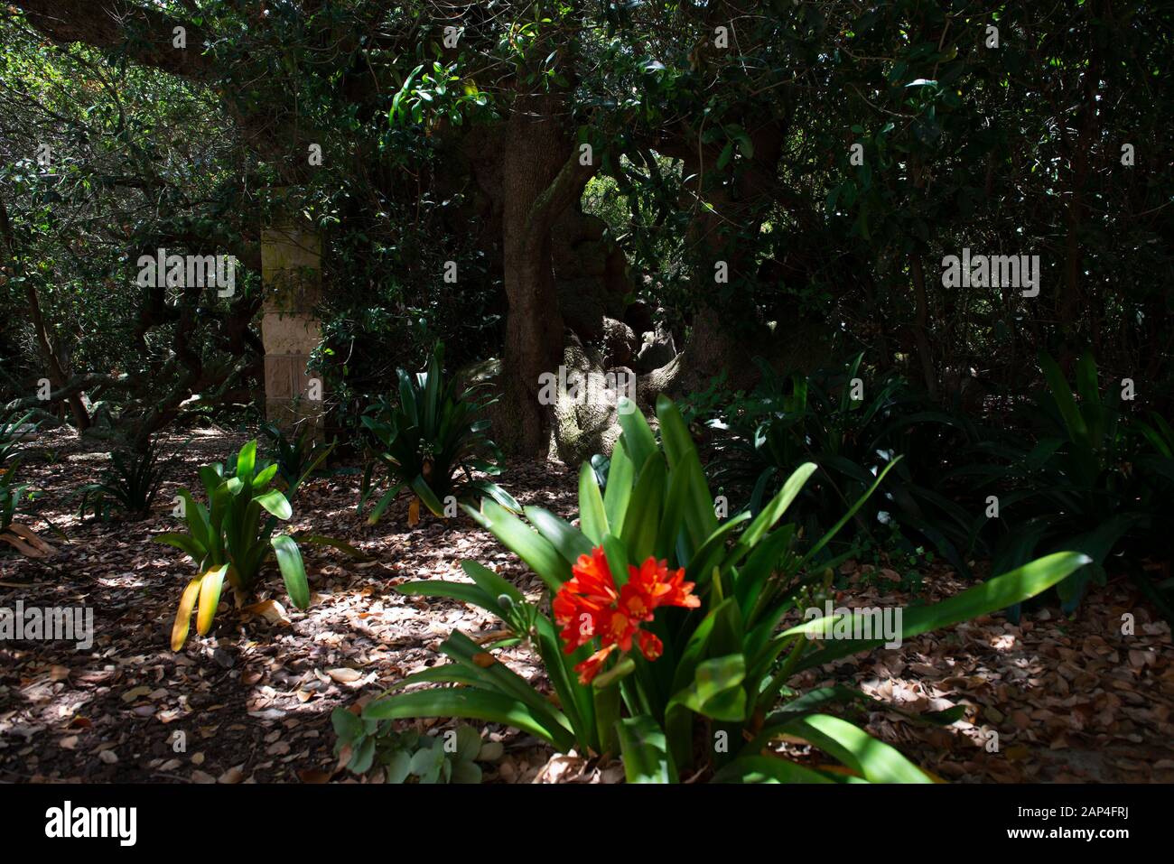 Postal tree mossel bay hi-res stock photography and images - Alamy